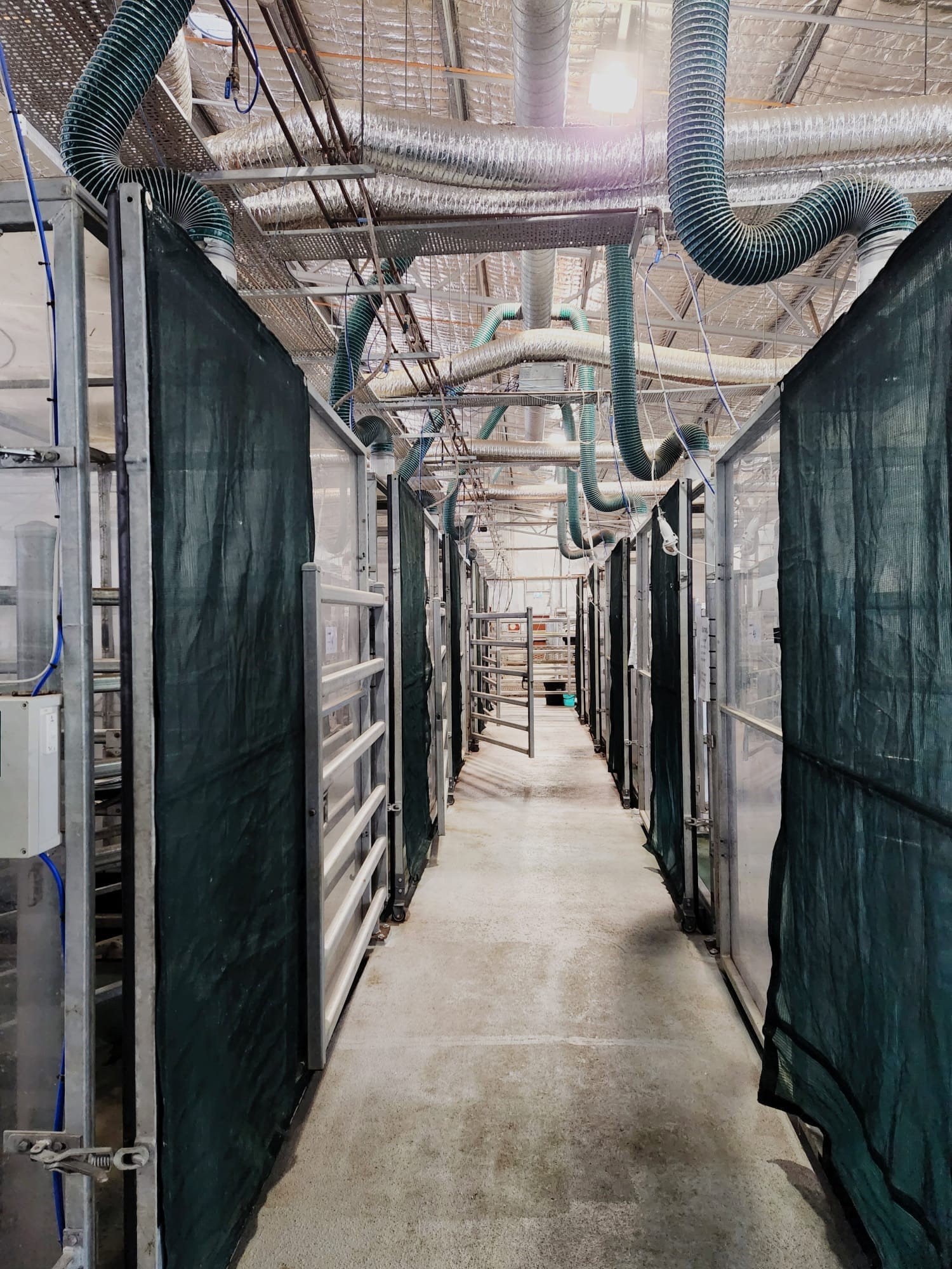 ‘Calfeteria’ trial underway at UNE to determine the tastiest methane ...