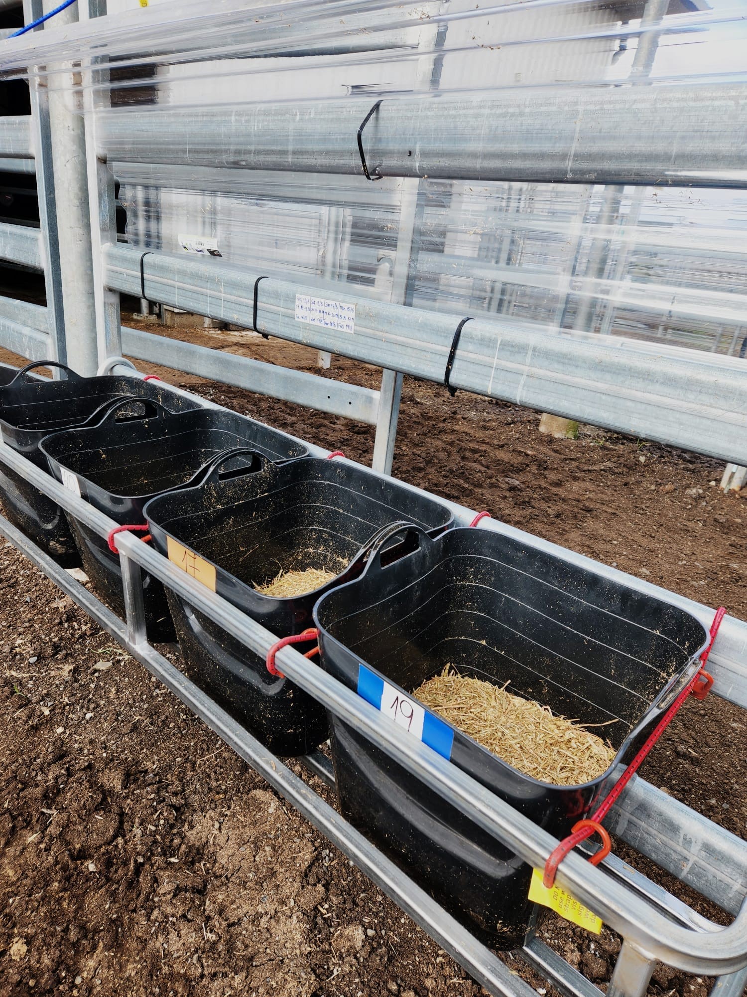 ‘Calfeteria’ trial underway at UNE to determine the tastiest methane ...